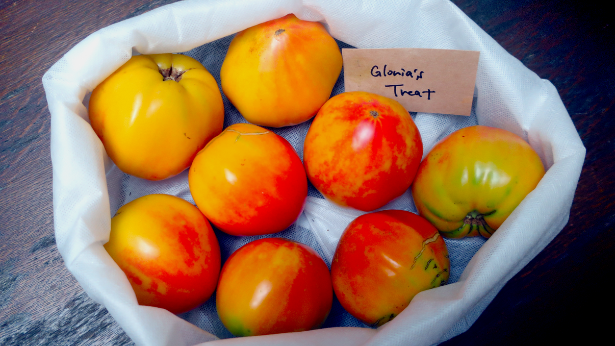 Dwarf Gloria's Treat / ドワーフ グロリアズトリート / ドワーフトマト種子｜トマトのたねや