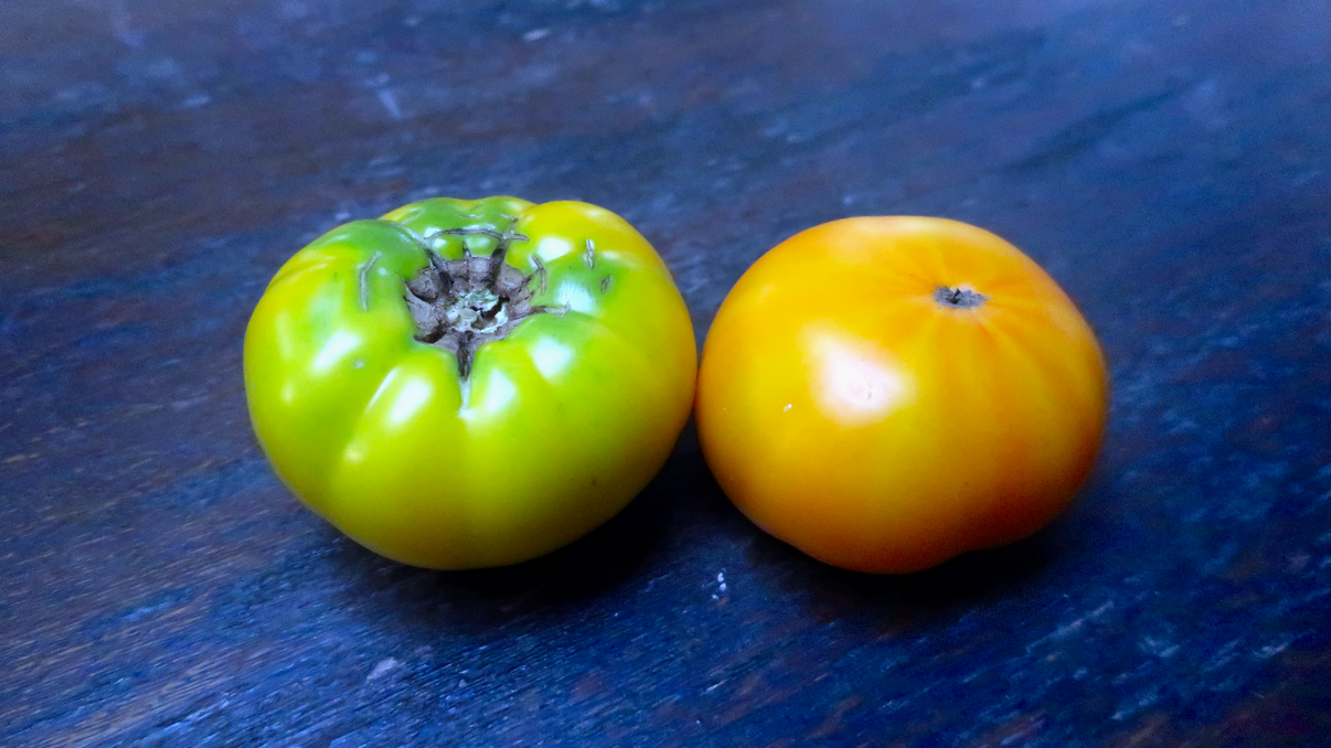 Dwarf Golden Tipsy / ドワーフ ゴールデンティプシー / ドワーフトマト種子｜トマトのたねや